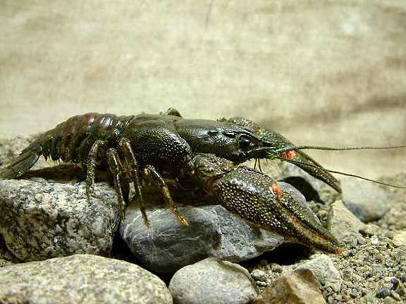 Aqua & Gas | Plattform für Wasser, Gas und Wärme | 20200825-steinkrebs ...